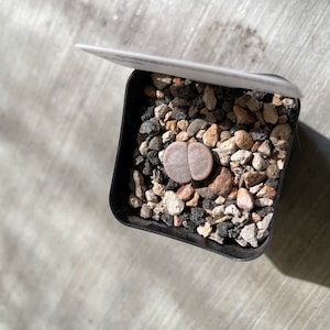 Plant-1 Lithops Hookeri aubarede' C38A - Etsy