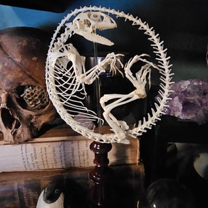 Real Lionfish Skeleton, Dendrochirus, Fish Taxidermy, on Queen Chess ...