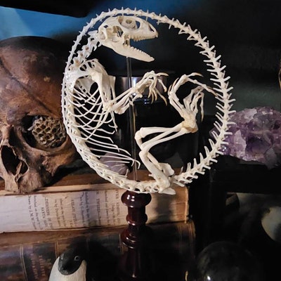 Real Frogfish Skeleton, Anglerfish, Antennariidae, Fish Taxidermy ...