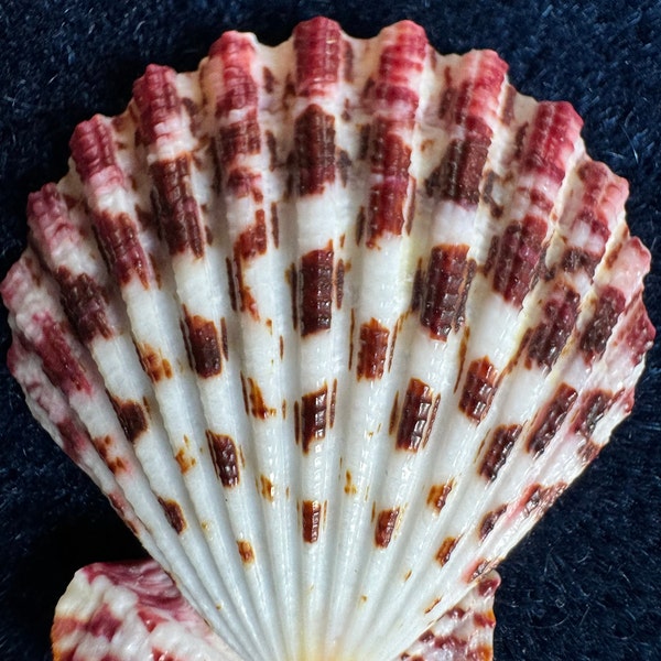 Royal Cloak Scallop Seashells Pecten Pallium (10 Shells Approx. 1 ...