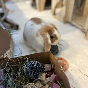Winter Solstice Foraging Box, Small Pet Gift for Rabbits, Guinea Pigs ...