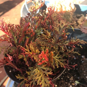 Flowerpotnursery Ruby Red Spikemoss Selaginella Erythropus Sanguinea 4 ...
