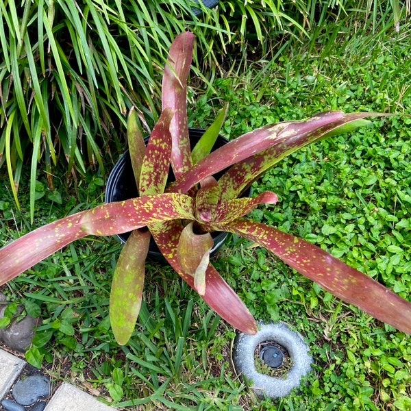 Bromeliads Pup Aechmea Red Candles SMALL Pup - Etsy