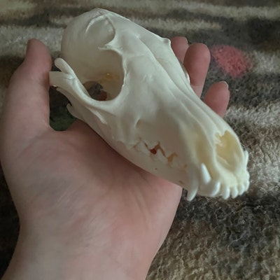 10 Deer Distal Phalanx Bones Phalanges Knuckle Bones - Etsy