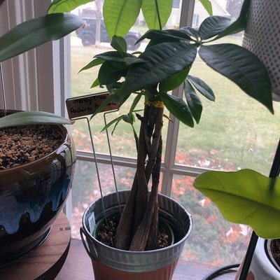 Celtic Knot Stationery Irish Note Cards and Envelopes 10 - Etsy