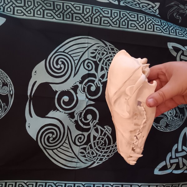 10 Deer Distal Phalanx Bones Phalanges Knuckle Bones - Etsy