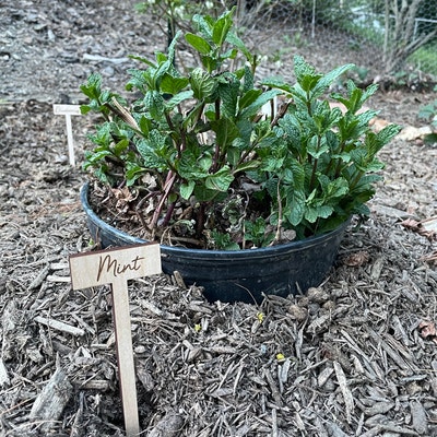 Set of Plant Markers Potted Plant Sign Herb Marker Plant Stake Wood ...