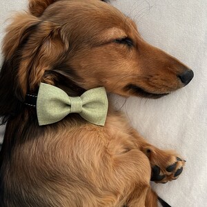 Small Dog Bow Tie Playing Card Pips Pet Collar Accessory - Etsy