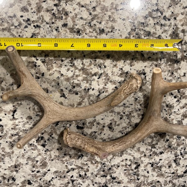 2 Pack Deer Antler. Whole Deer Antler. Craft Grade. Grade A Antlers ...