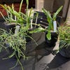 Rhipsalis Cereuscula, Rice Cactus, Coral Cactus Plants 4” Pot and 4 ...