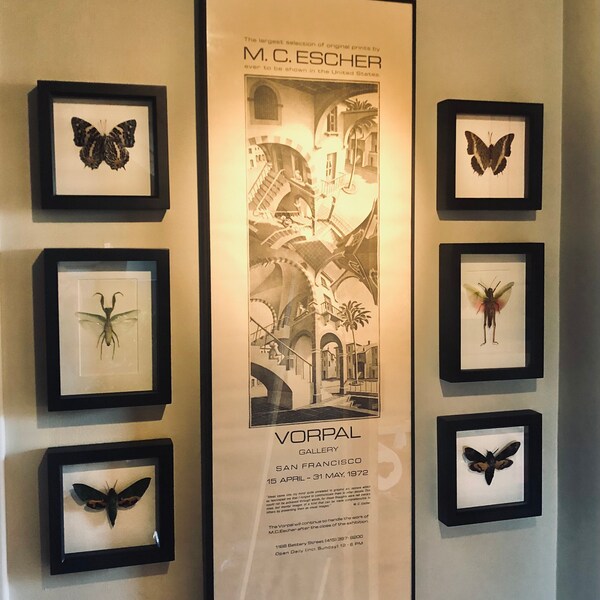 Butterfly Display Case Real Insect Taxidermy Art Baeotus - Etsy