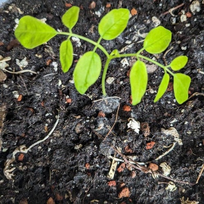 Epiphyllum Medora,one Live Plant in Pot ,hard to Find. - Etsy Canada