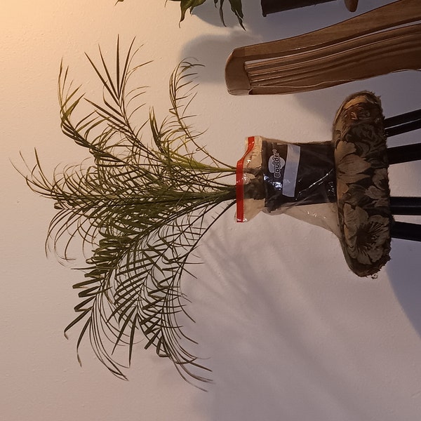 Pygmy Date Palm, Robillini Palm, Dwarf Palm. Established 3 Gallon ... Pygmy Date Palm, Robillini Palm, Dwarf Palm. Established 3 Gallon ...