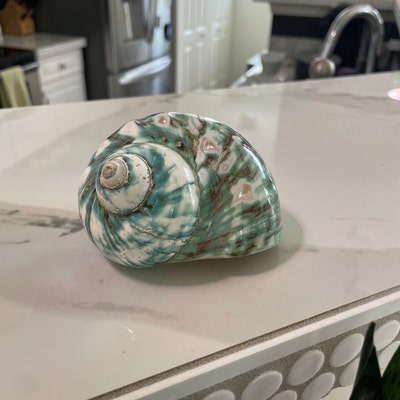 CARDIUM PESODOLIMA Sea Shell Trinket Box - Etsy