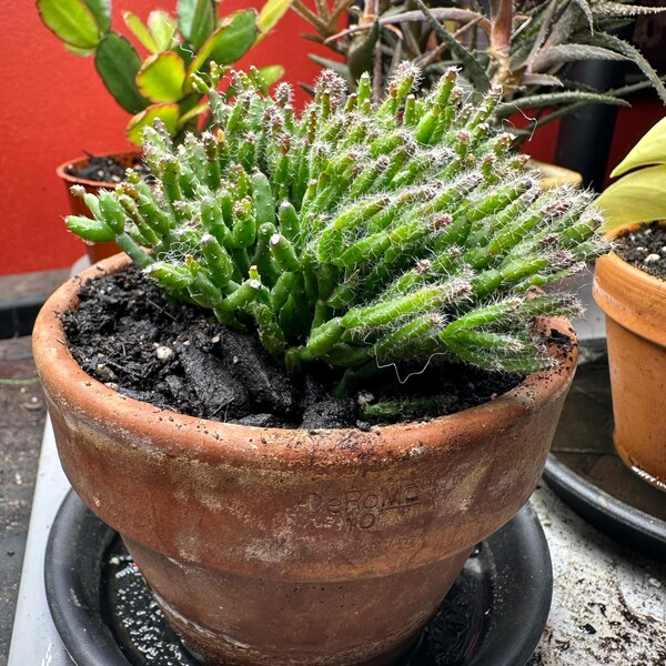 Dancing Bones Cactus: Hatiora Salicornioides Succulent - Etsy