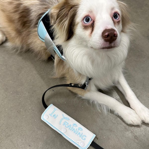 Personalized Holographic, Glitter, Shinny Leash Wraps, Custom Leash ...