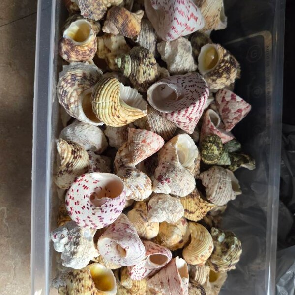 Brown Turkey Wing Seashells Ark Shells Arca Zebra Coastal Decor Beach ...