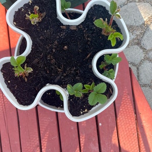 5 Heritage Everbearing Red Raspberry Plants 5 Large 1 Year - Etsy