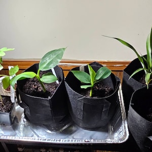 Thai Ginger Plant Alpinia Galanga Ginger Plants to Grow Live - Etsy