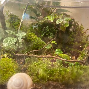 Star Moss Tortula Ruralis - Etsy