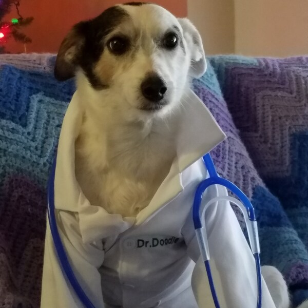 Dog Doctor Lab Coat Costume, Doctor Lab Coat Dog Costume, Pet Doctor ...