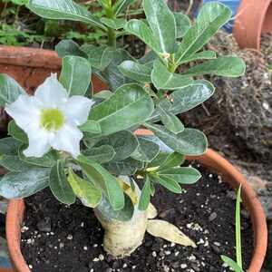 Rare Adenium Obesum Arabicum, Beautiful White Flowers Fat Caudex ...
