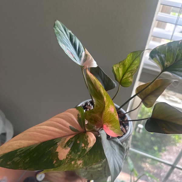 Scindapsus Jade Satin Mint Variegated Plant - Growers Choice - Etsy