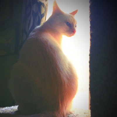 Strangely Cute Art Print 4x6 Come Try My Helmet On: Small - Etsy