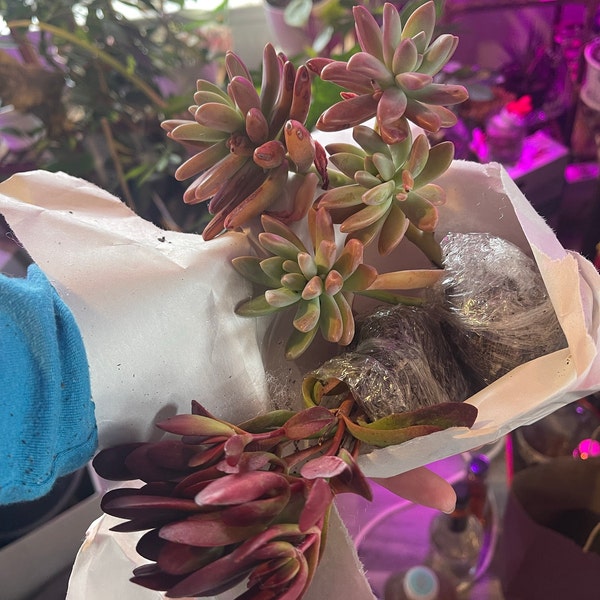 Graptosedum “francesco Baldi”, Darley Sunshine, Hardy Succulents ...