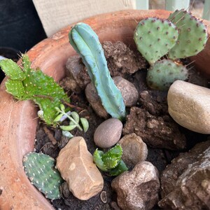 Old Man of the Andes Cactus/cacti Alive Plant Oreocereus - Etsy