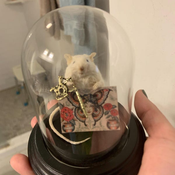 Cowboy Bandit Taxidermy Squirrel Western Country Finger Guns - Etsy