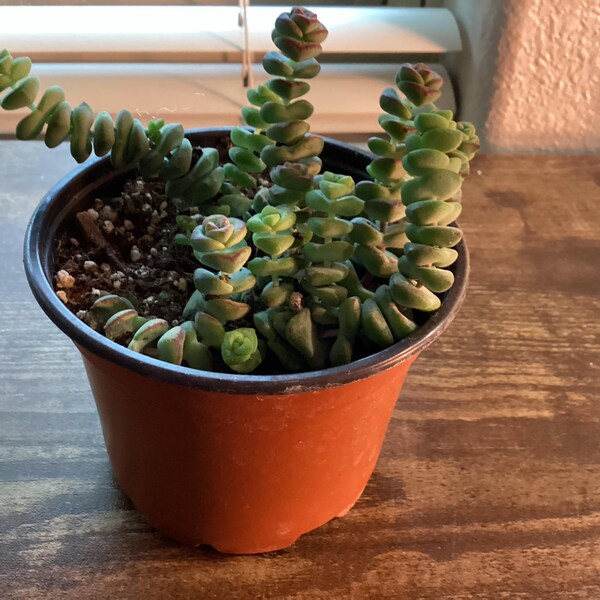 Giant Watch Chain, Princess Pine, Live Potted Succulent in 4 Pot - Etsy
