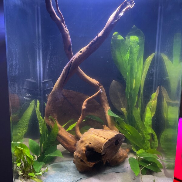 Spider Wood Aquarium Driftwood for Aquarium, Terrarium, Vivarium, and ...