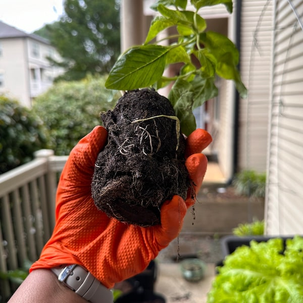 Rare Liberian Bitter Ball Seeds, African Eggplant, Garden Eggs - Etsy