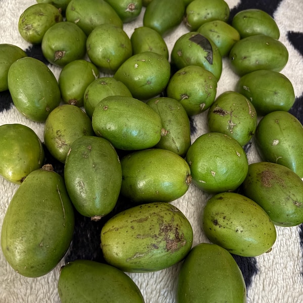 3LBS Fresh Dwarf June Plums - Always Freshly Picked - ** Pre Orders ...