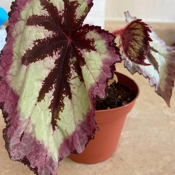 4" African Violet “cabbage Patch” - Etsy