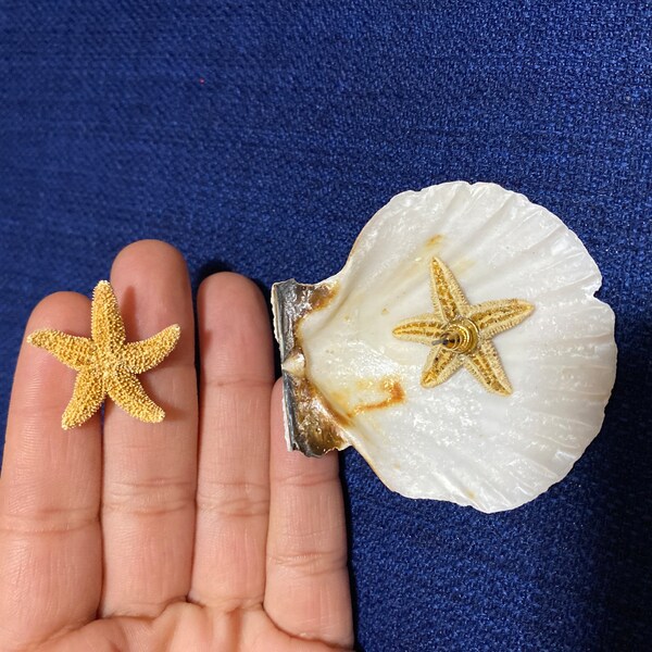 Nassau Mermaid - Hawaiian Seashells, Seashell Choker Necklace, Surfer ...