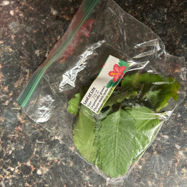 Leaf of Life - Bryophyllum Pinnatum - Kalanchoe Pinnata - Plant LEAVES ...
