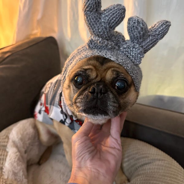 Knit Pug Halloween Costume/ Soft PINK Dinosaur Hat for Dog/ Dino Dog ...