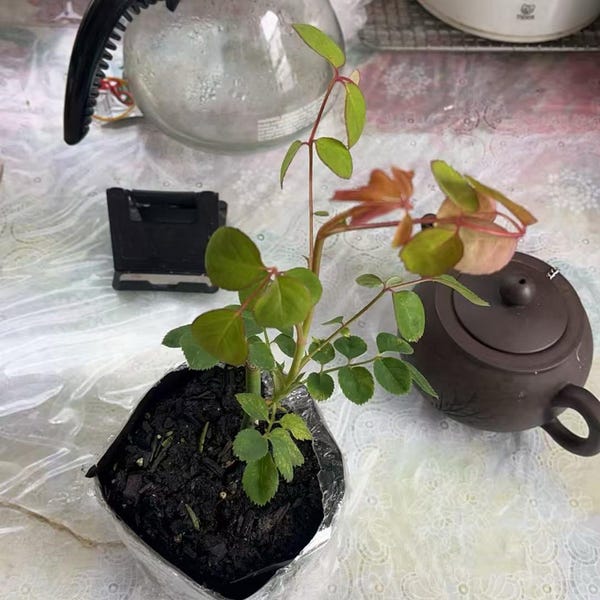 Meredith Hybrid Tea Rose Large Pink Rose - Ship in 5 Inch Pot - Etsy