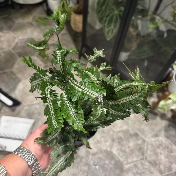 Tradescantia Bubblegum Nanouk Plant - 4 Inch Pot - Optional Decorative ...