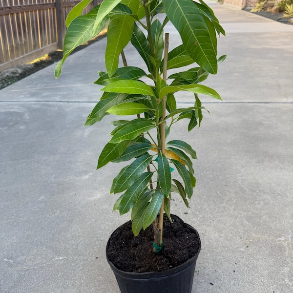 Coconut Cream Mango TREE GRAFTED (2-4 Feet Tall). Ship to All States - Etsy