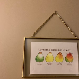 Lovebird Ripeness Chart Poster - Etsy