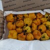 Whole Fresh Scotch Bonnet Peppers. Fresh Pods of Genuine Scotch Bonnets ...