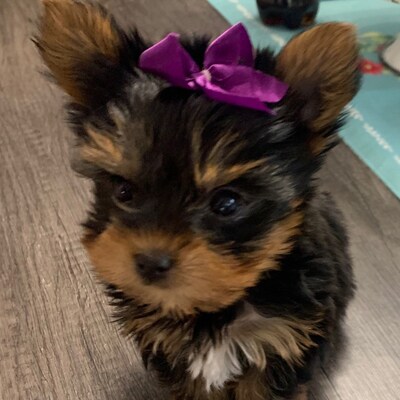 Dog Grooming Bows 50 Small Solid Dog Bows - Etsy