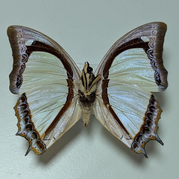 1 A-1 Pyrops Candelaria Green Yellow Real Lantern Fly Entomology - Etsy