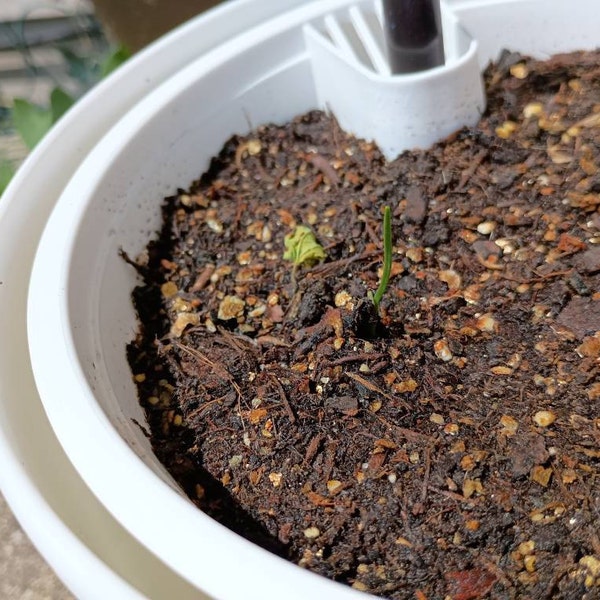 Mormon Tea Shrub {ephedra Nevadensis} Organic | Tea Alternative ...