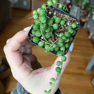 Crassula Picturata Tiger Jade 4 | Etsy