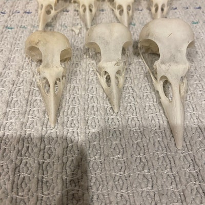 A Pair of English Wild Red Fox Bones - Etsy