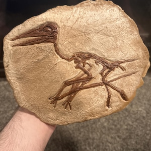 Velociraptor in Matrix - Fossil - Etsy